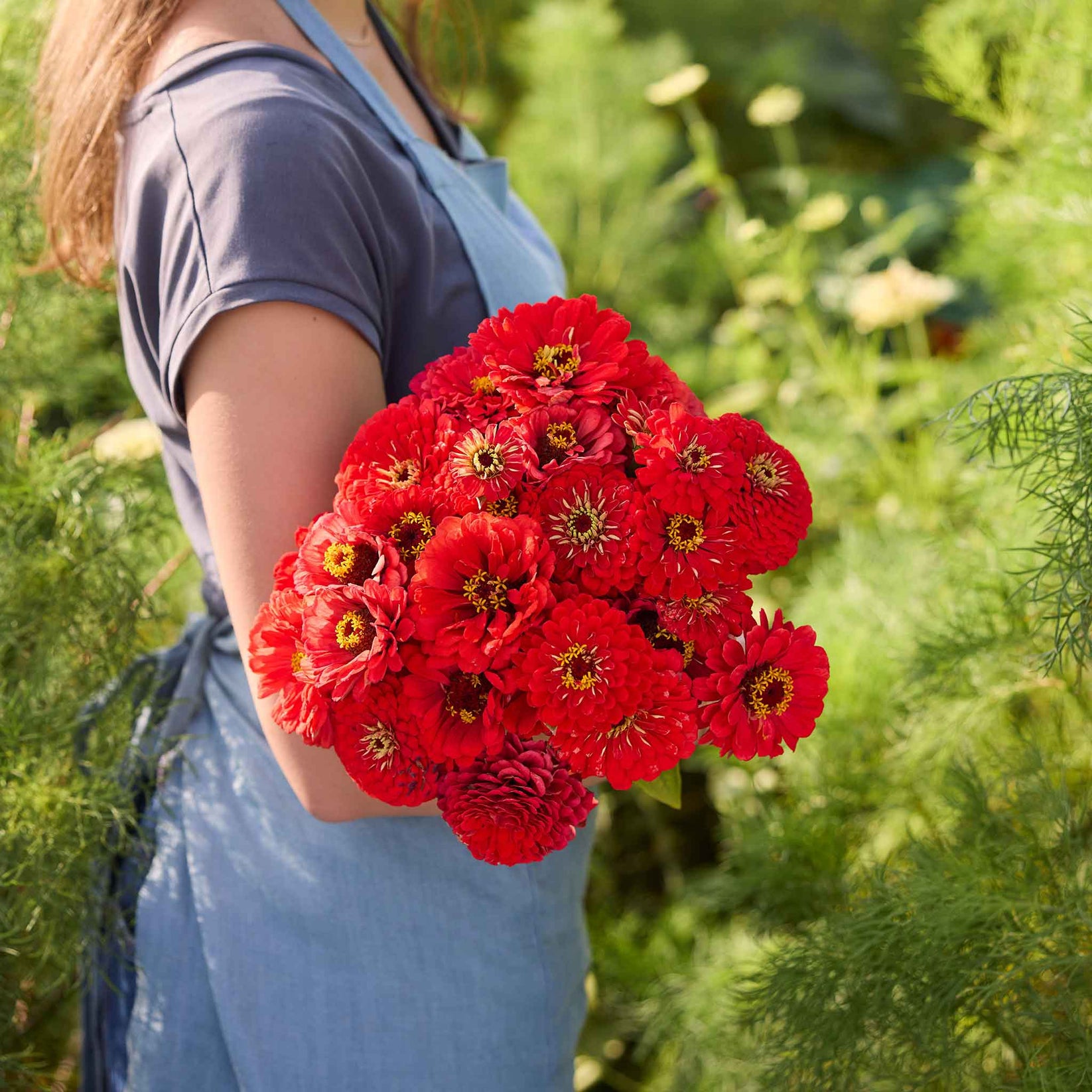 Bulk Zinnia Seeds - Benary Giant Scarlet | Bulk Wildflowers