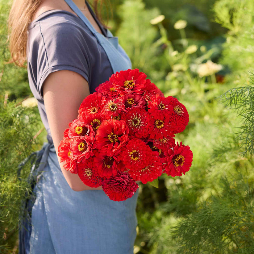 Bulk Zinnia Seeds - Benary Giant Scarlet | Bulk Wildflowers
