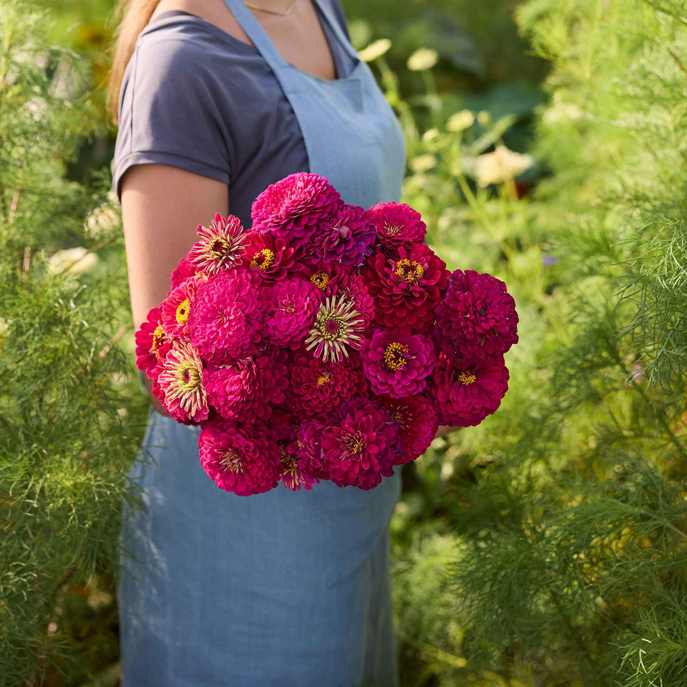 Zinnia Seeds - Benary Giant Wine | Bulk Flower Seeds | Bulk Wildflowers