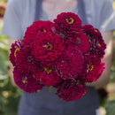 Zinnia Seeds - Benary Giant Wine | Bulk Flower Seeds | Bulk Wildflowers