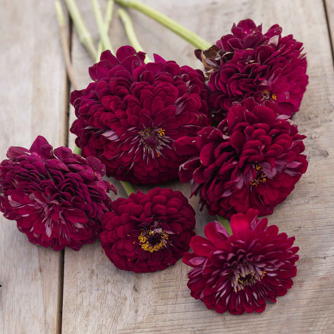 Zinnia Seeds - Benary Giant Wine | Bulk Flower Seeds | Bulk Wildflowers