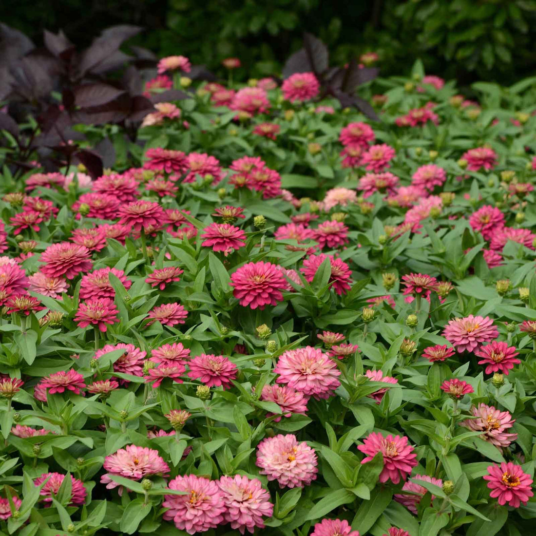 Bulk Zinnia Seeds Double Zahara Salmon Flower Seeds In Packets