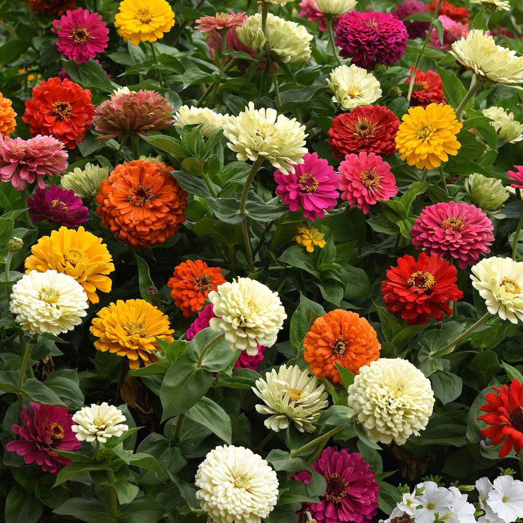 Bulk Zinnia Seeds | Buy in Bulk – Bulk Wildflowers