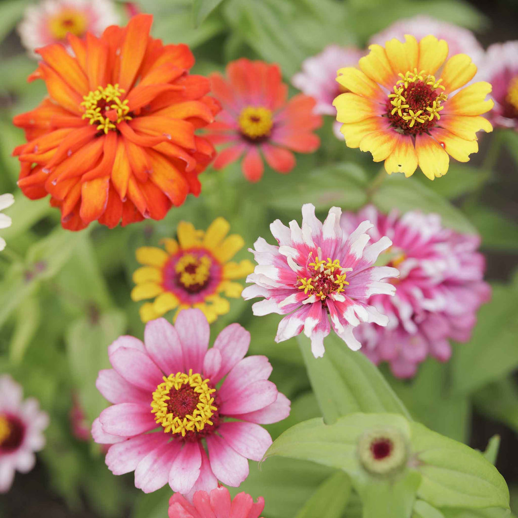 Bulk Zinnia Seeds | Buy in Bulk – Bulk Wildflowers