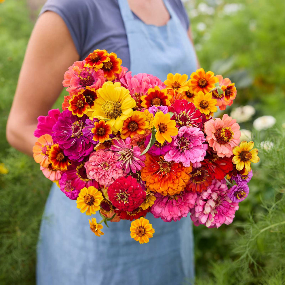Bulk Zinnia Wildflower Seed Mix | Bulk Wildflowers