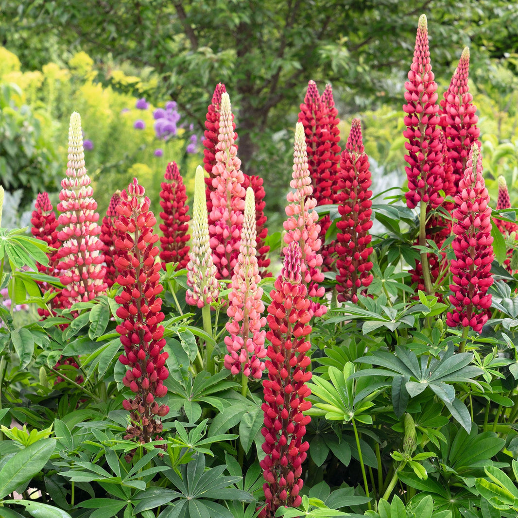Bulk Lupine Seeds | Buy in Bulk – Bulk Wildflowers