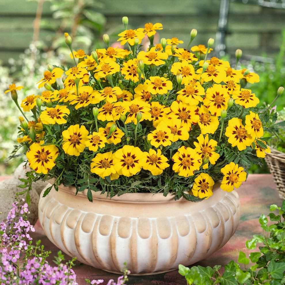 Bulk French Marigold Seeds - Legion of Honor | Bulk Wildflowers