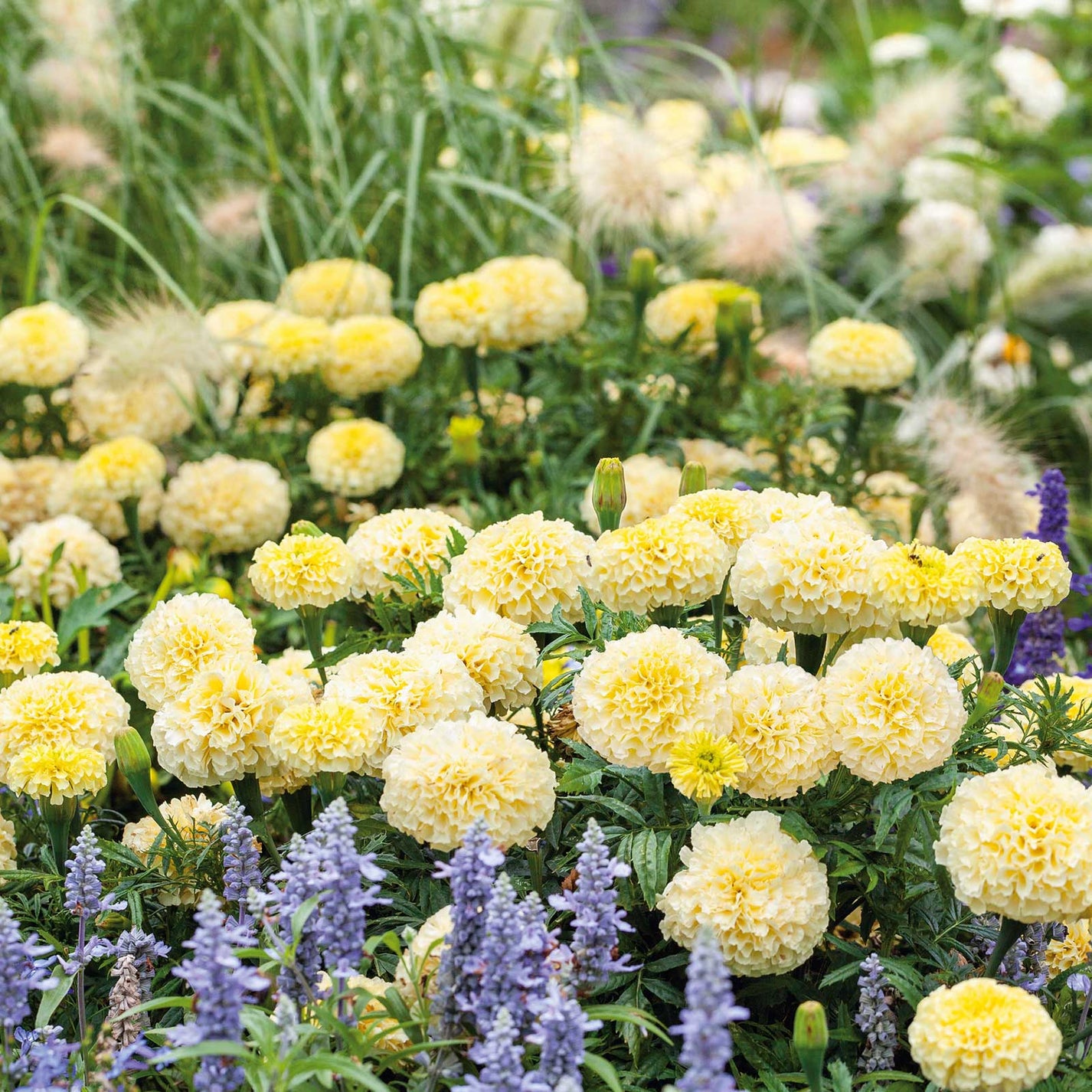Bulk African Marigold Seeds - Moonlight | Bulk Wildflowers