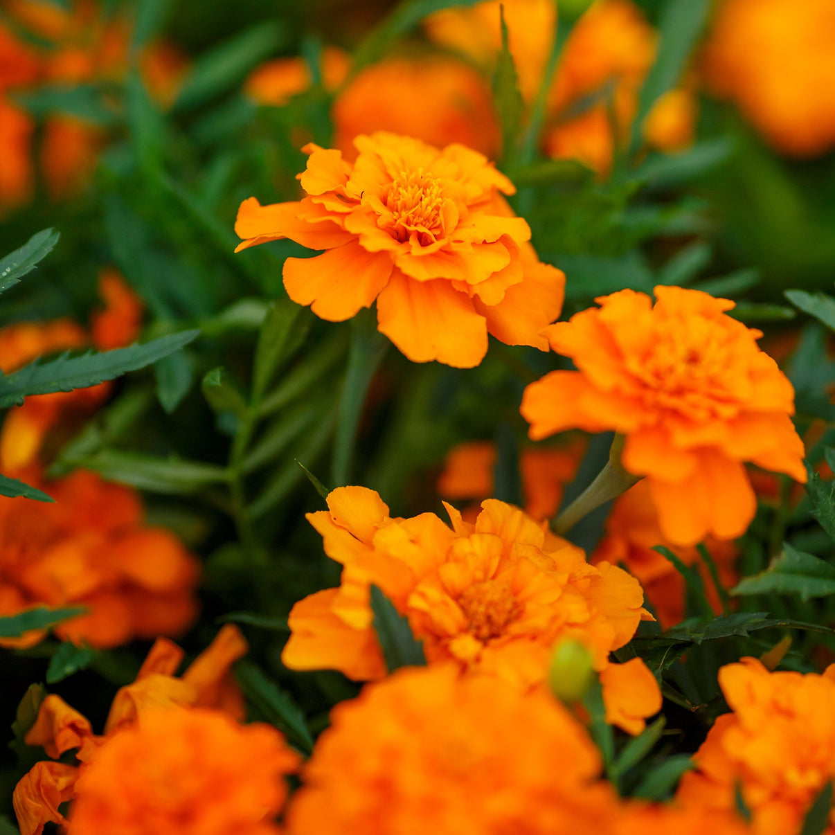 Bulk French Marigold Seeds - Tangerine | Bulk Wildflowers