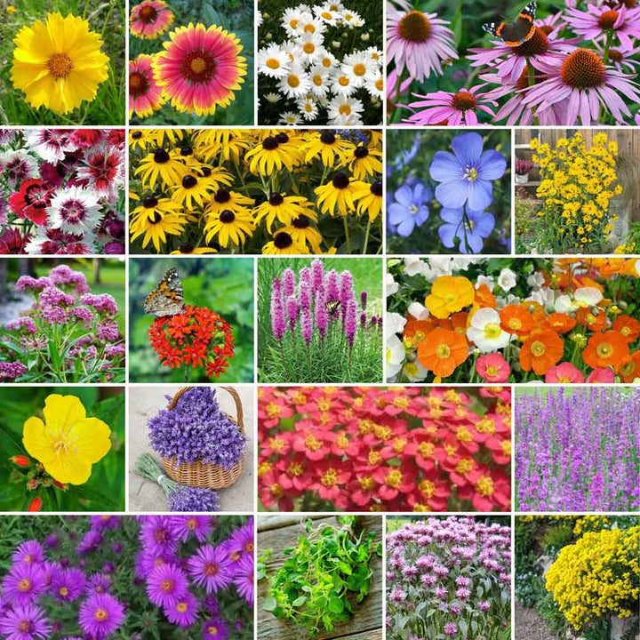 Perennial Wildflower Seed Mixes | Buy in Bulk – Bulk Wildflowers