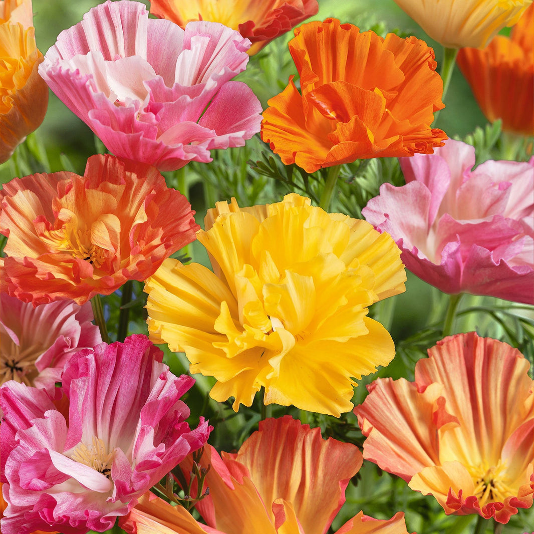 Bulk Poppy Seeds | Buy in Bulk – Bulk Wildflowers