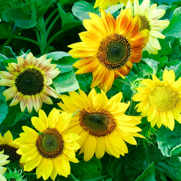 Bulk Sunflower Seeds | Buy in Bulk – Bulk Wildflowers