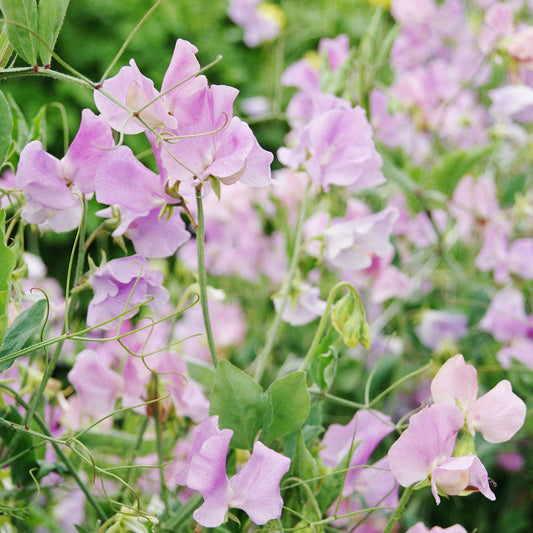 Sweet Pea Seeds | Buy in Bulk – Bulk Wildflowers