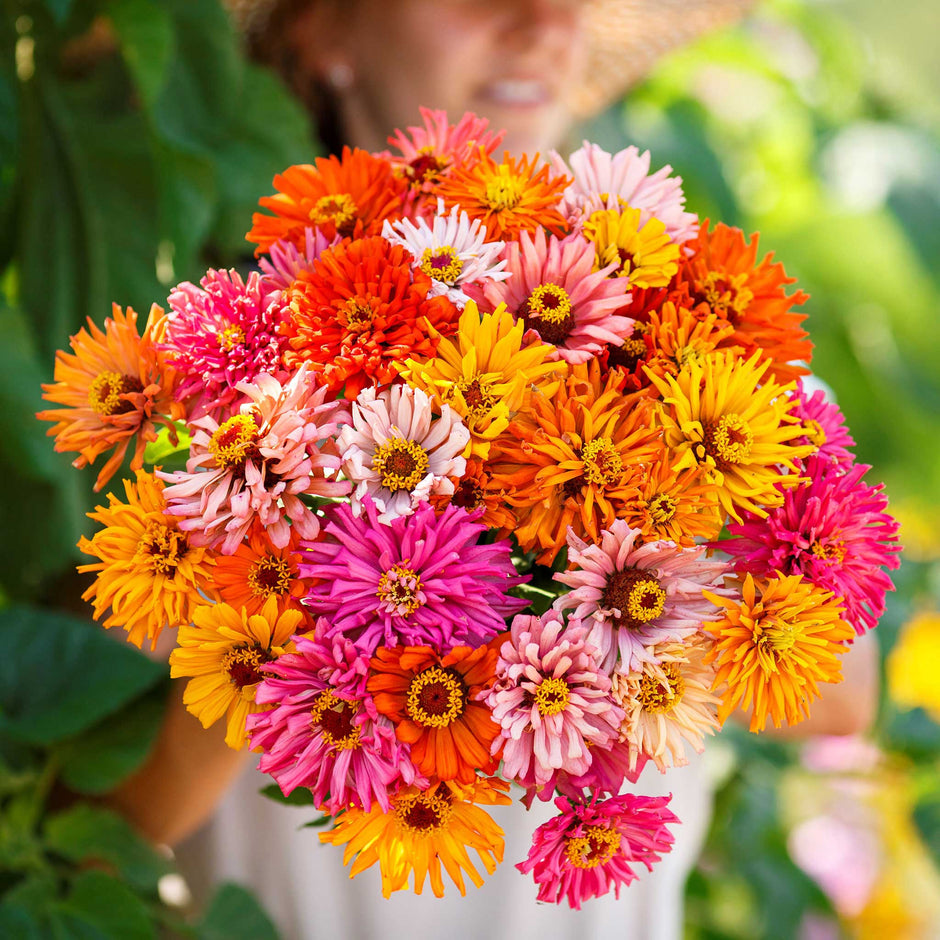 Bulk Zinnia Seeds | Buy in Bulk – Bulk Wildflowers