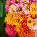 Bulk Zinnia Seeds - Burpeeana Giants Mix | Bulk Wildflowers
