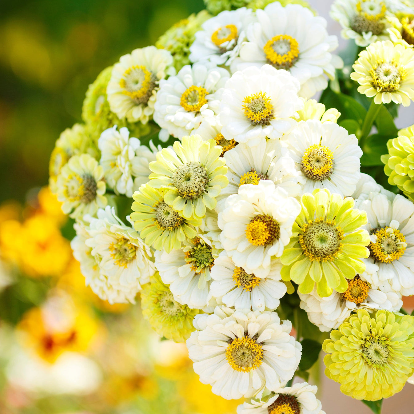 Bulk Zinnia Seeds - Fresh Mix | Bulk Wildflowers